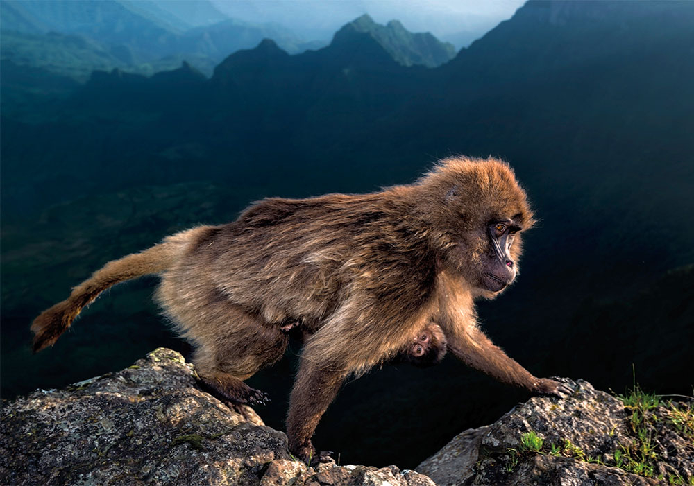 Ticket Offers | Discover Animals