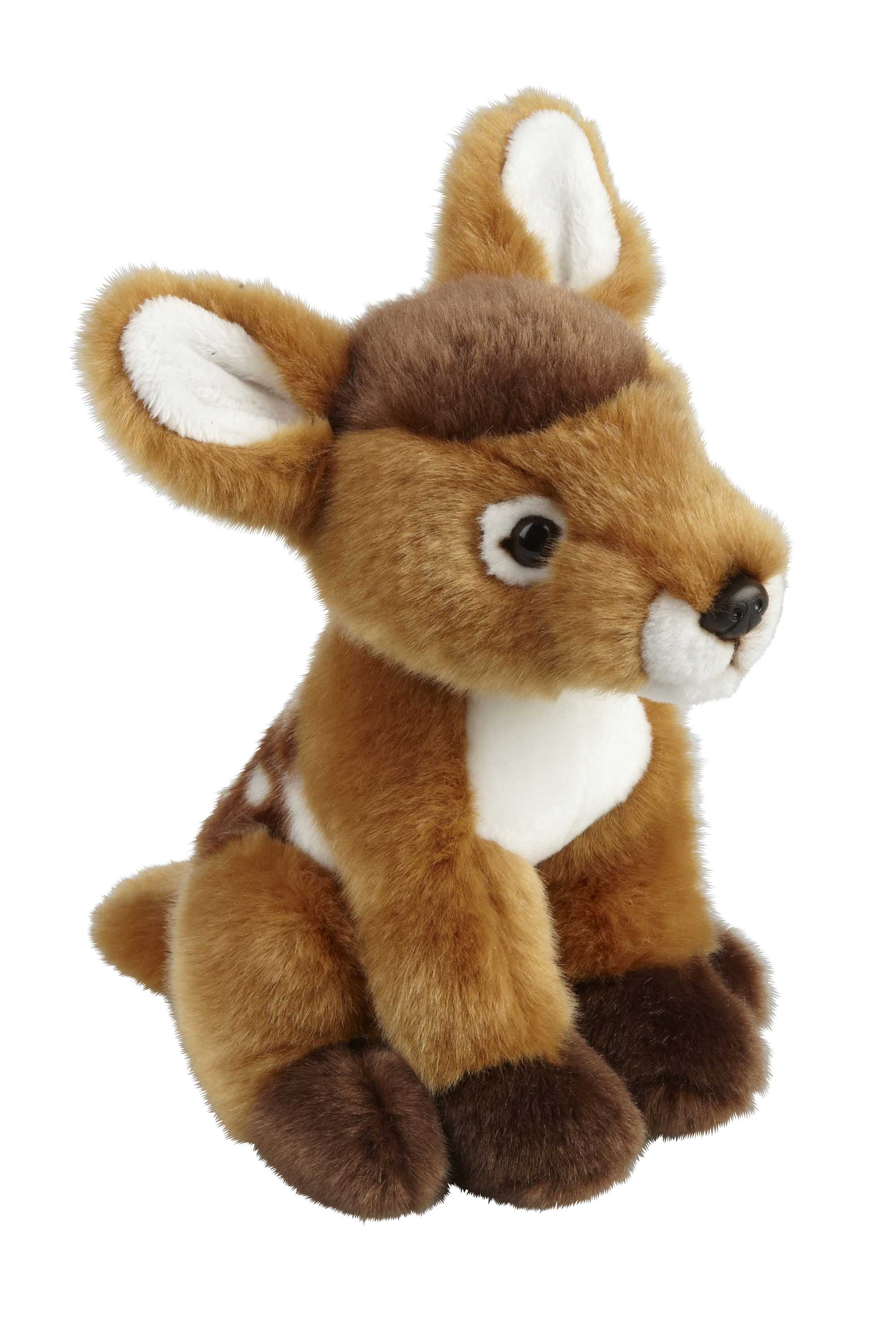 Channel Islands Archives | Discover Animals