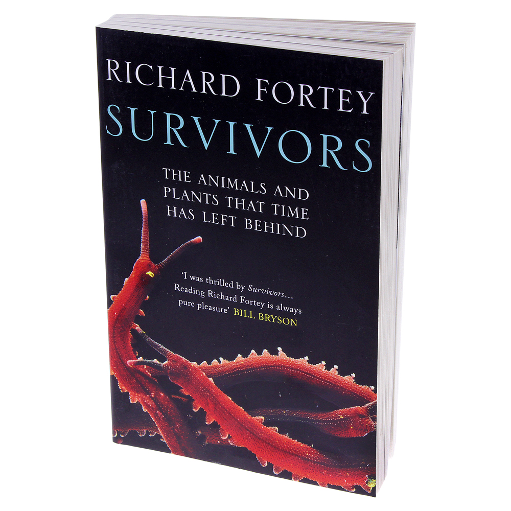 Meerkat | Discover Animals