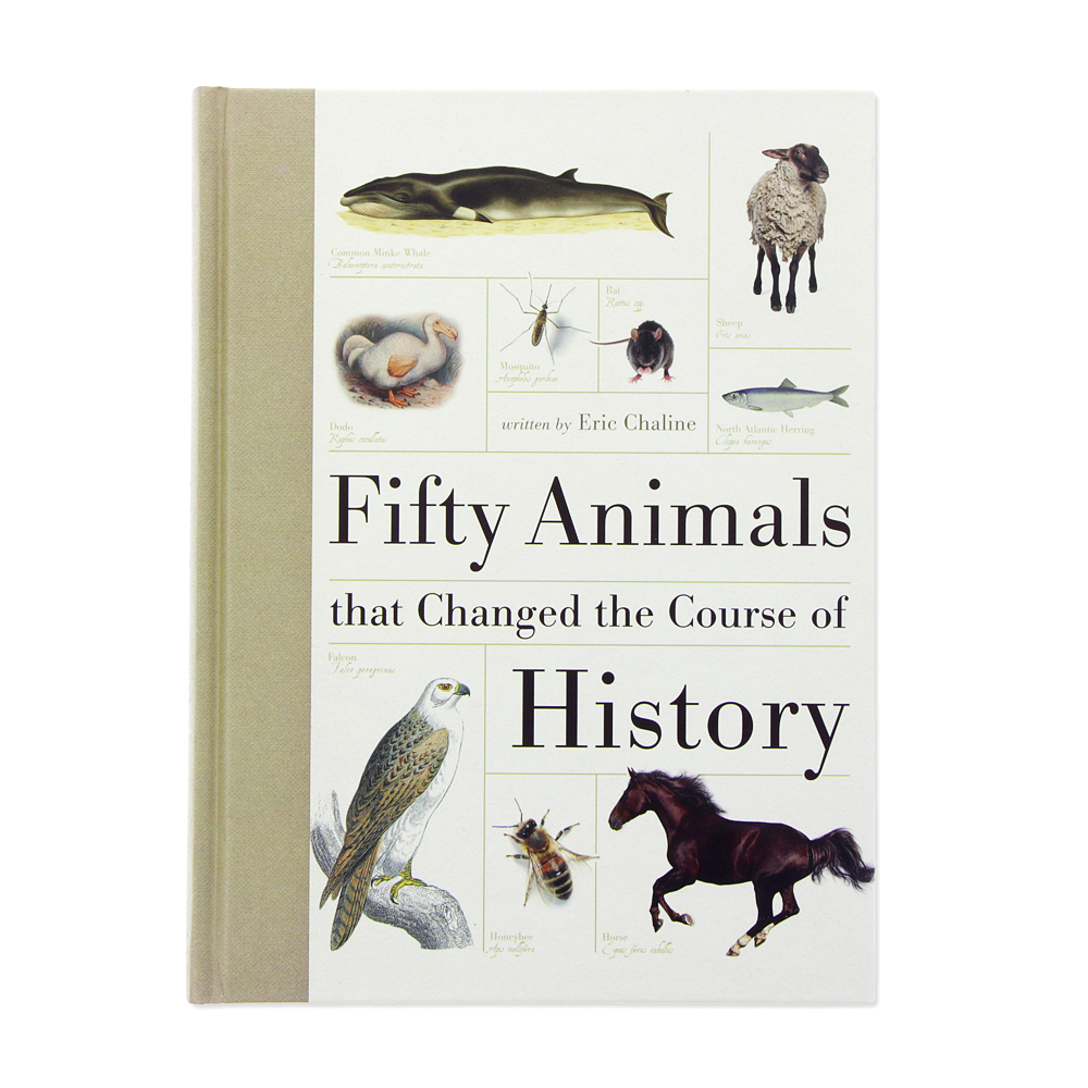 The falcons and hawks of Dunrobin Castle | Discover Animals