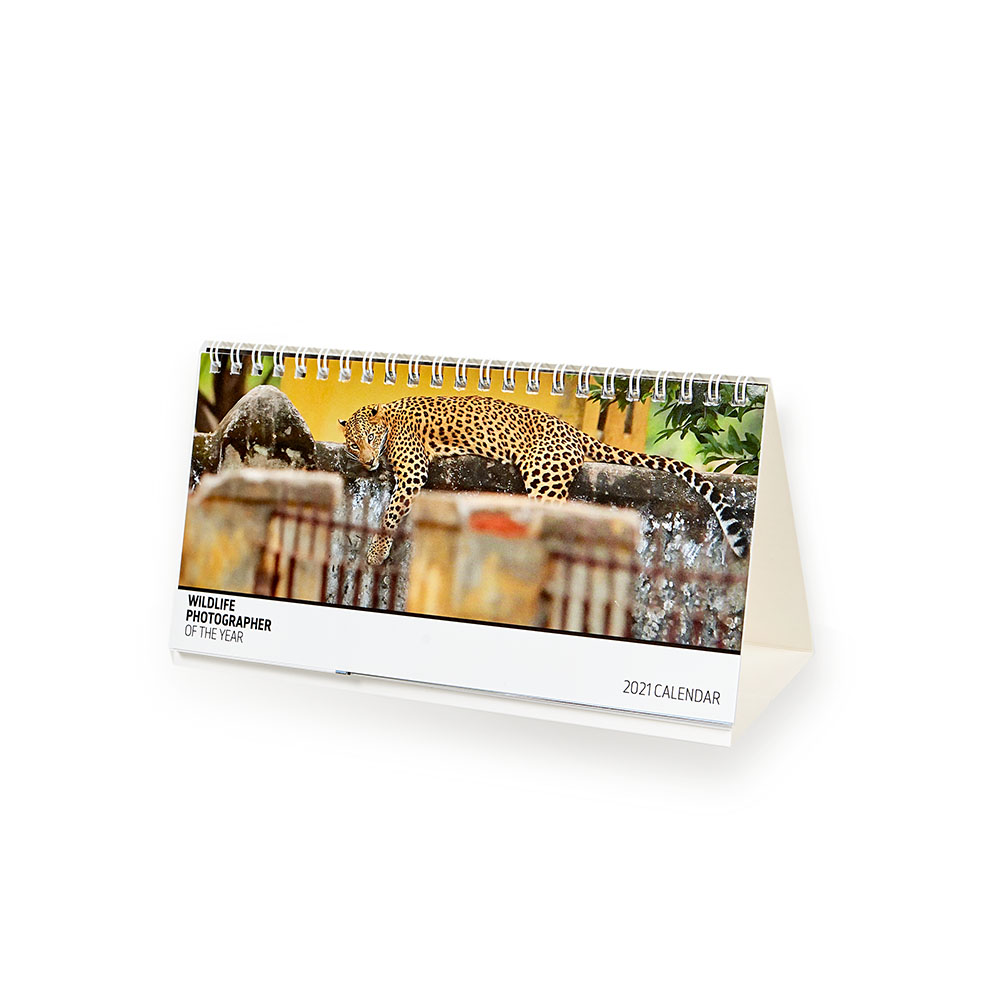 Lace up for nature with the Big Wild Walk this week! | Discover Animals