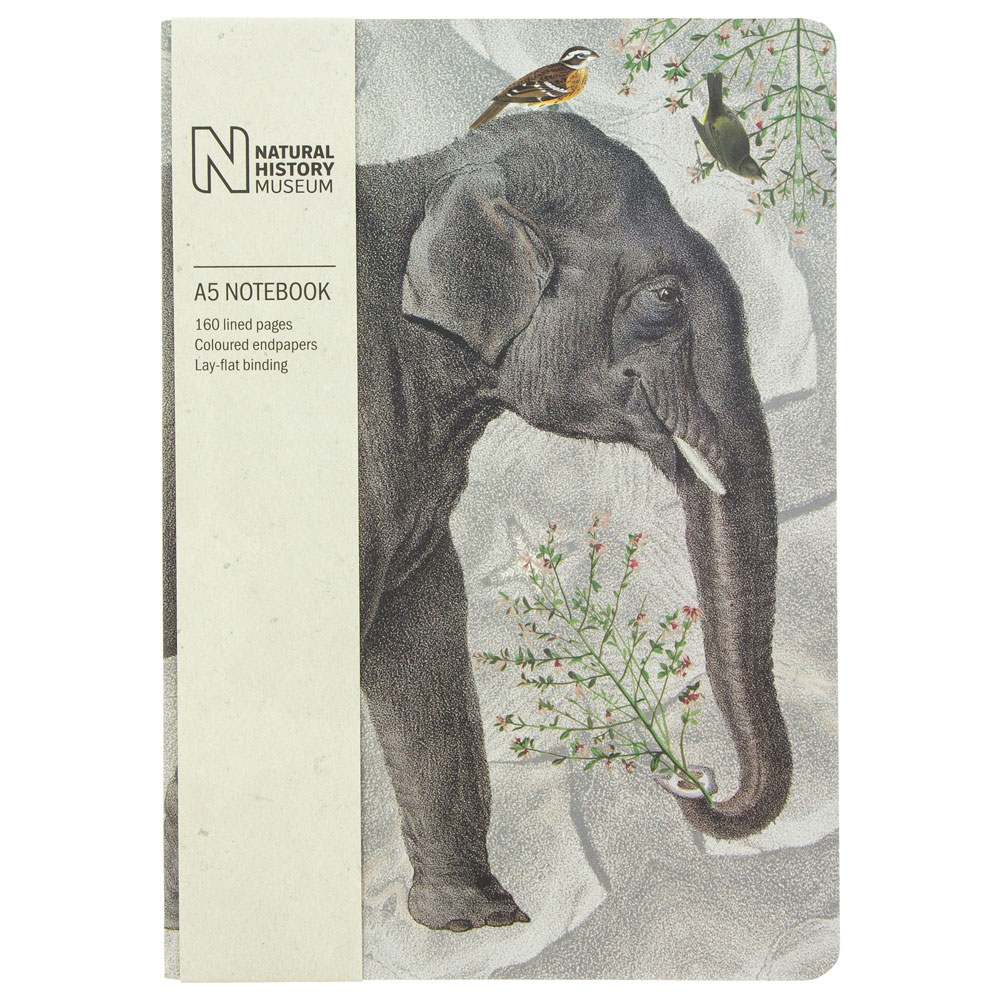 Amur leopards run wild in the Highlands | Discover Animals