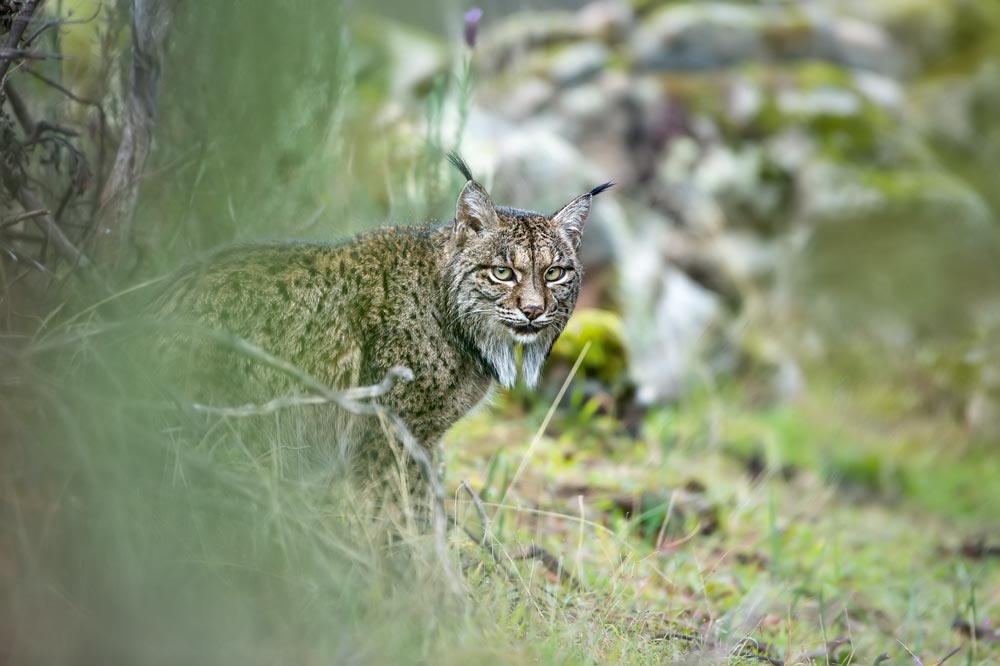 Tiny trio of wolverines emerges from nest at Wild Place Project ...