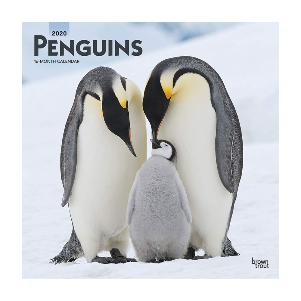 Bornean Orangutan | Discover Animals