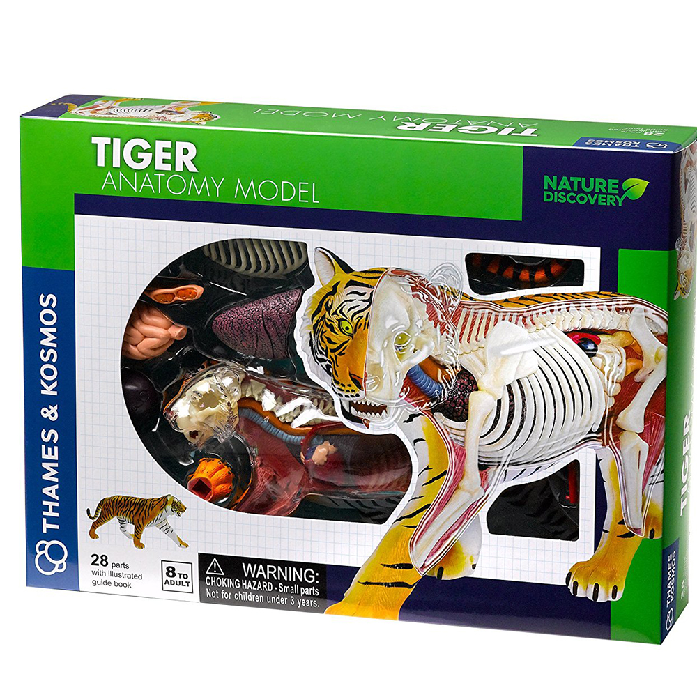 First health checks for adorable tiger cub trio | Discover Animals